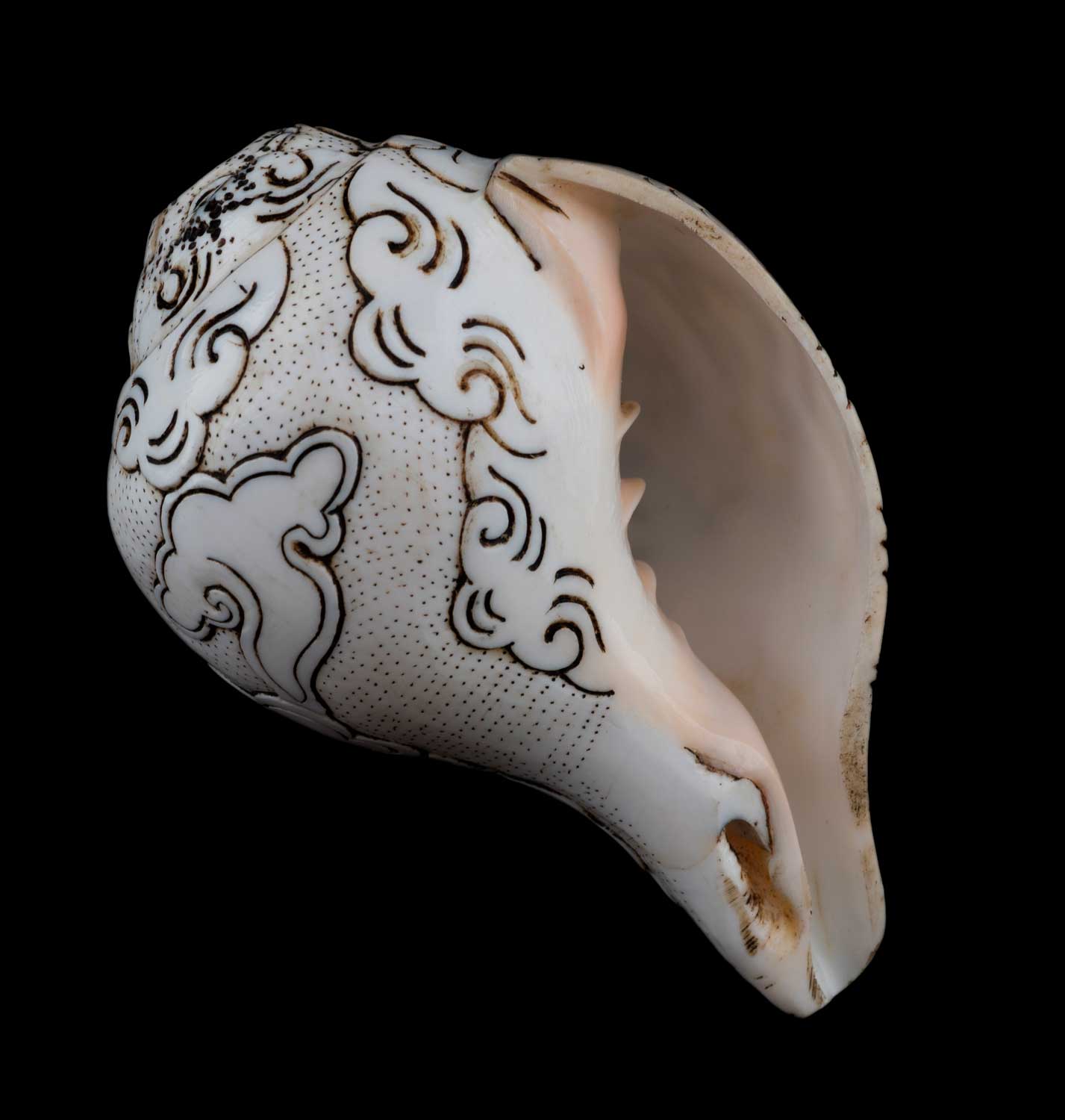 Conque Dakshinavarta -Instrument de musique coquillage-Dung kar-Tibet