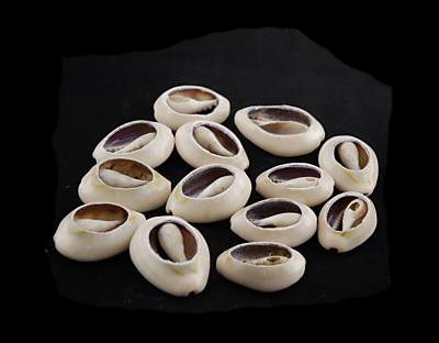 LOT DE 25 GRAND CAURIS PERLE INDE PETERANDCLO - Perles de cauris ...