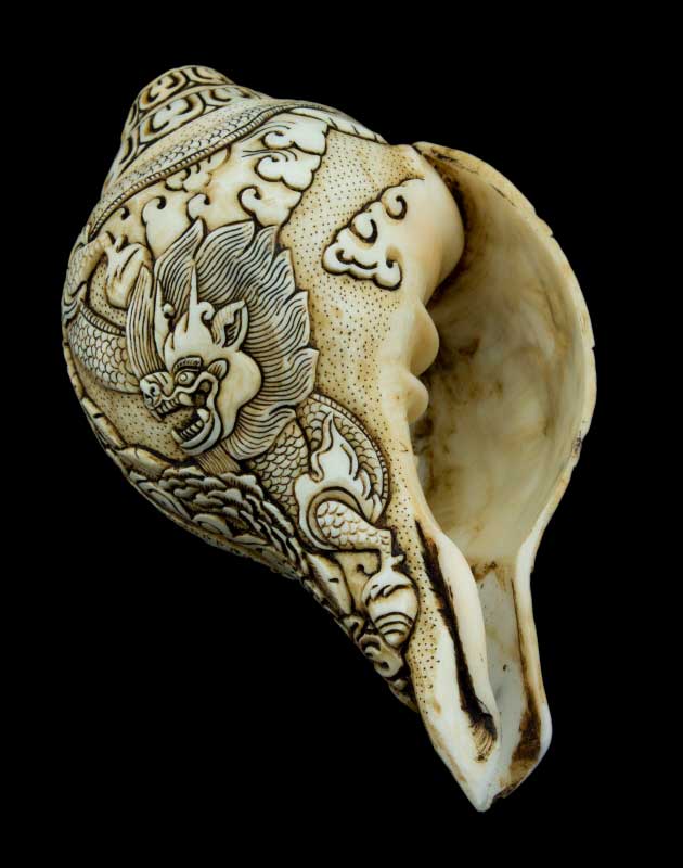 Conque tibetaine-Instrument de musique coquillage-DungDkar-Tibet