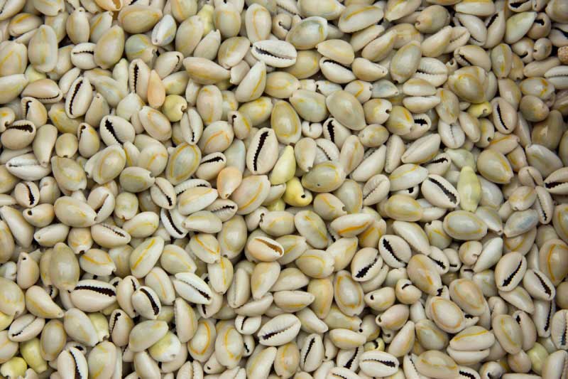 50 Cauris entiers mix size 12-15 mm -8895