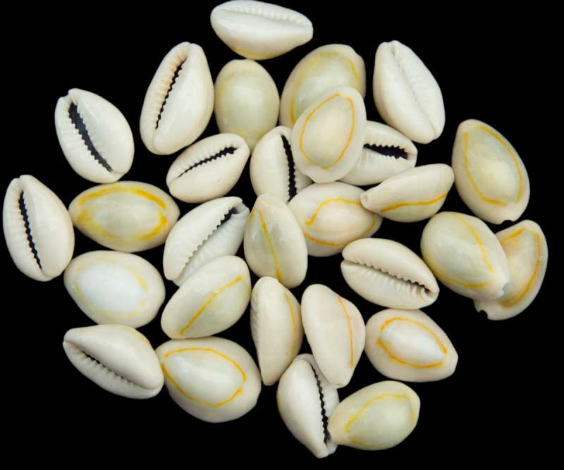 Cauris Perles Coquillage - Art divinatoire