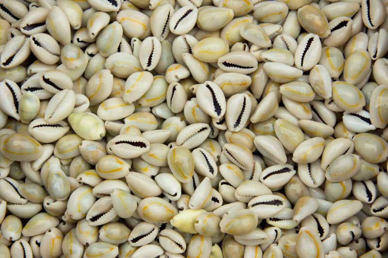 CAURIS PERLES DE COQUILLAGE-art divinatoire