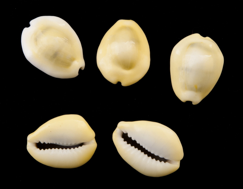 CAURIS PERLES DE COQUILLAGE-art divinatoire