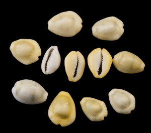 Cauris Perles Coquillage - Art divinatoire